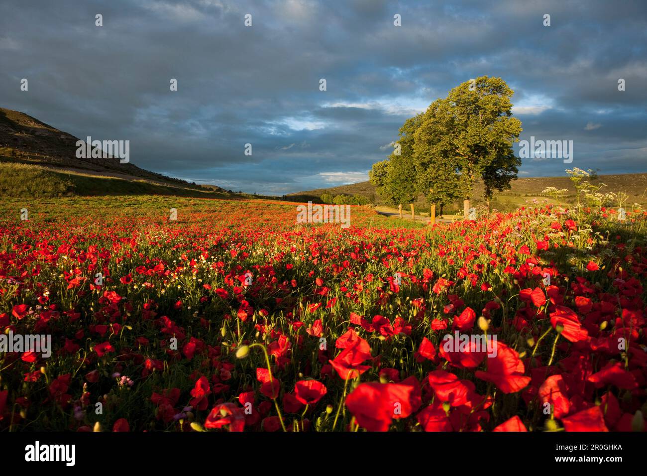 Poppy field near Castrojeriz, Camino Frances, Way of St. James, Camino ...