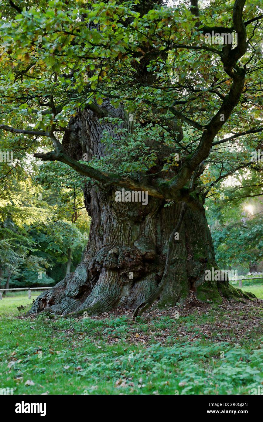 1000 year old oak tree hi-res stock photography and images - Alamy