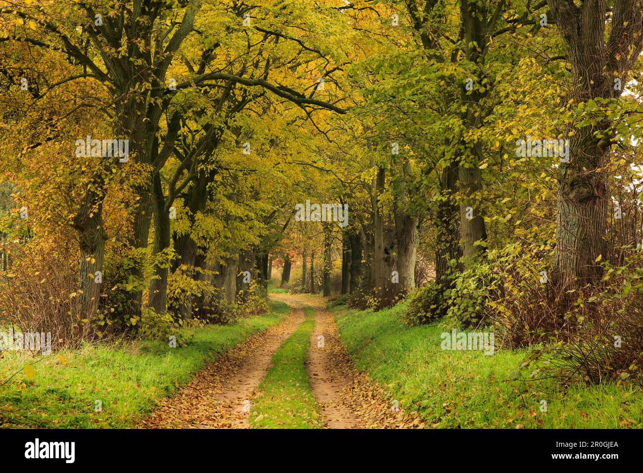 Lime tree alley, near Dobbin, Mecklenburg-Western Pomerania, Germany ...