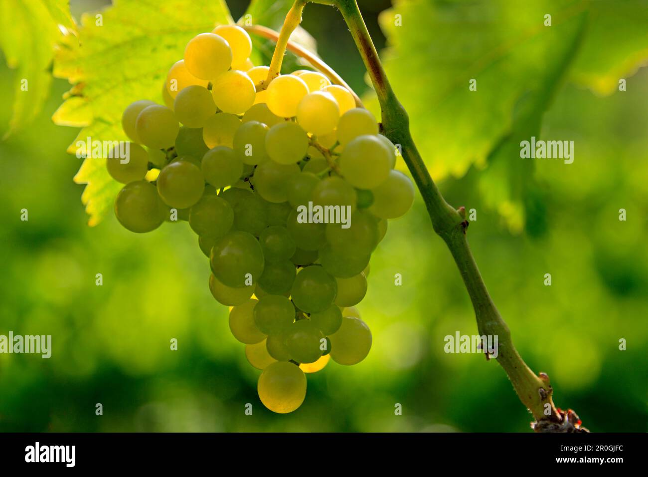 Grapes, Kaiserstuhl range, Black Forest, Baden-Wuerttemberg, Germany ...