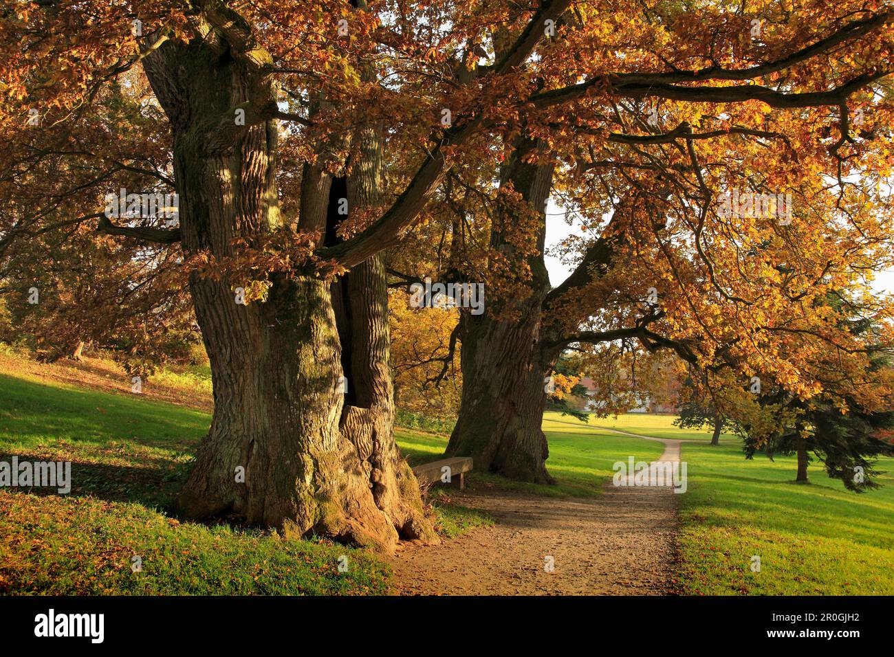 Old oak trees in palace garden, Putbus, Rugen island, Mecklenburg ...