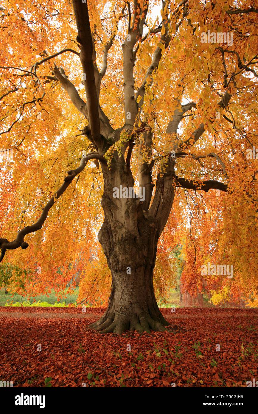 Old beech tree, palace garden, Putbus, Rugen island, Mecklenburg ...
