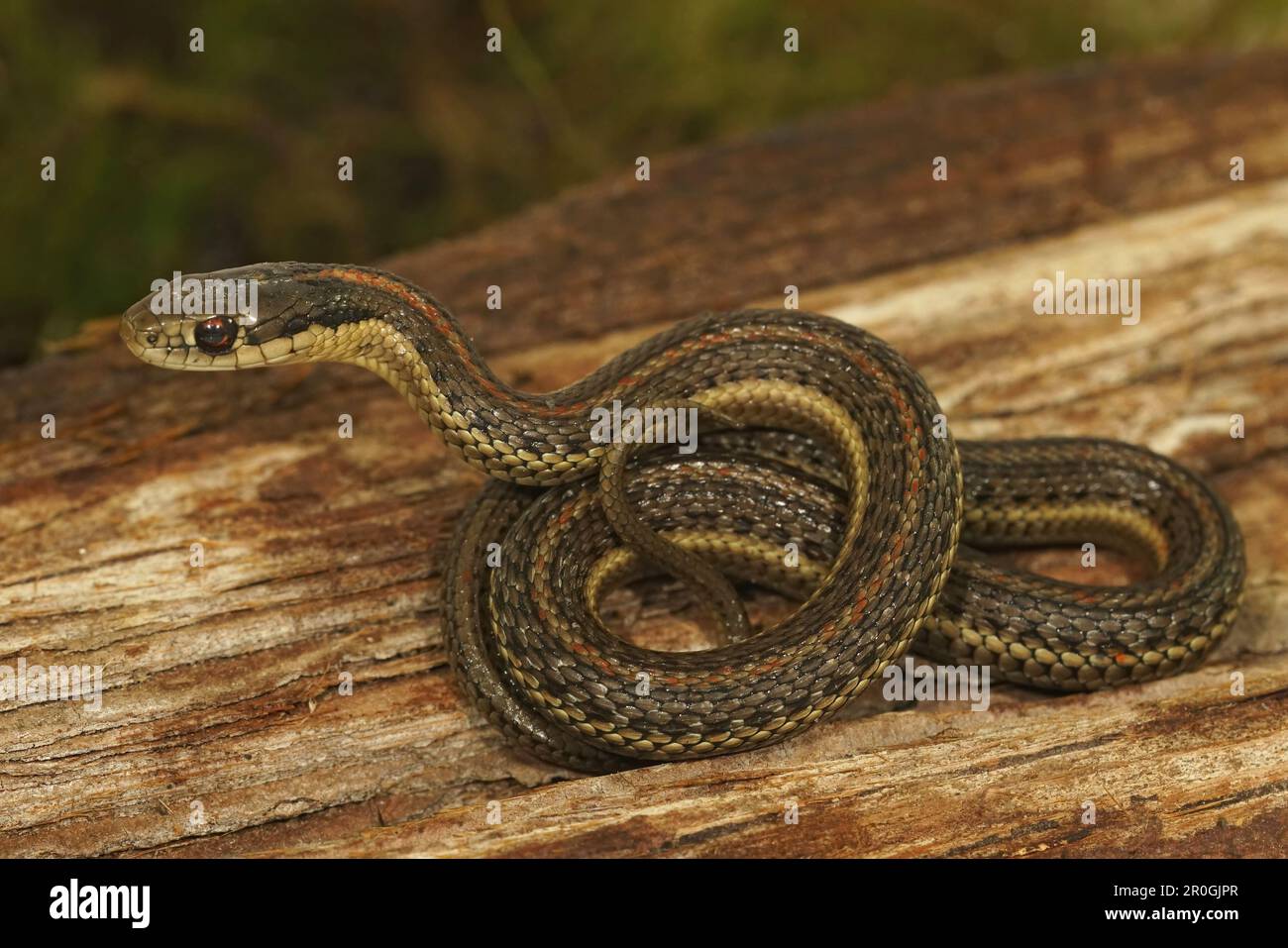 Natural closeup on a juvenile Northwestern Gartersnake, Thamnophis ...