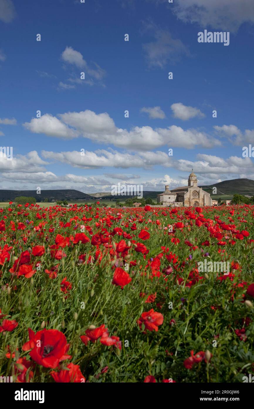 View over poppy field to church Colegiata Santa Maria del Manzano ...