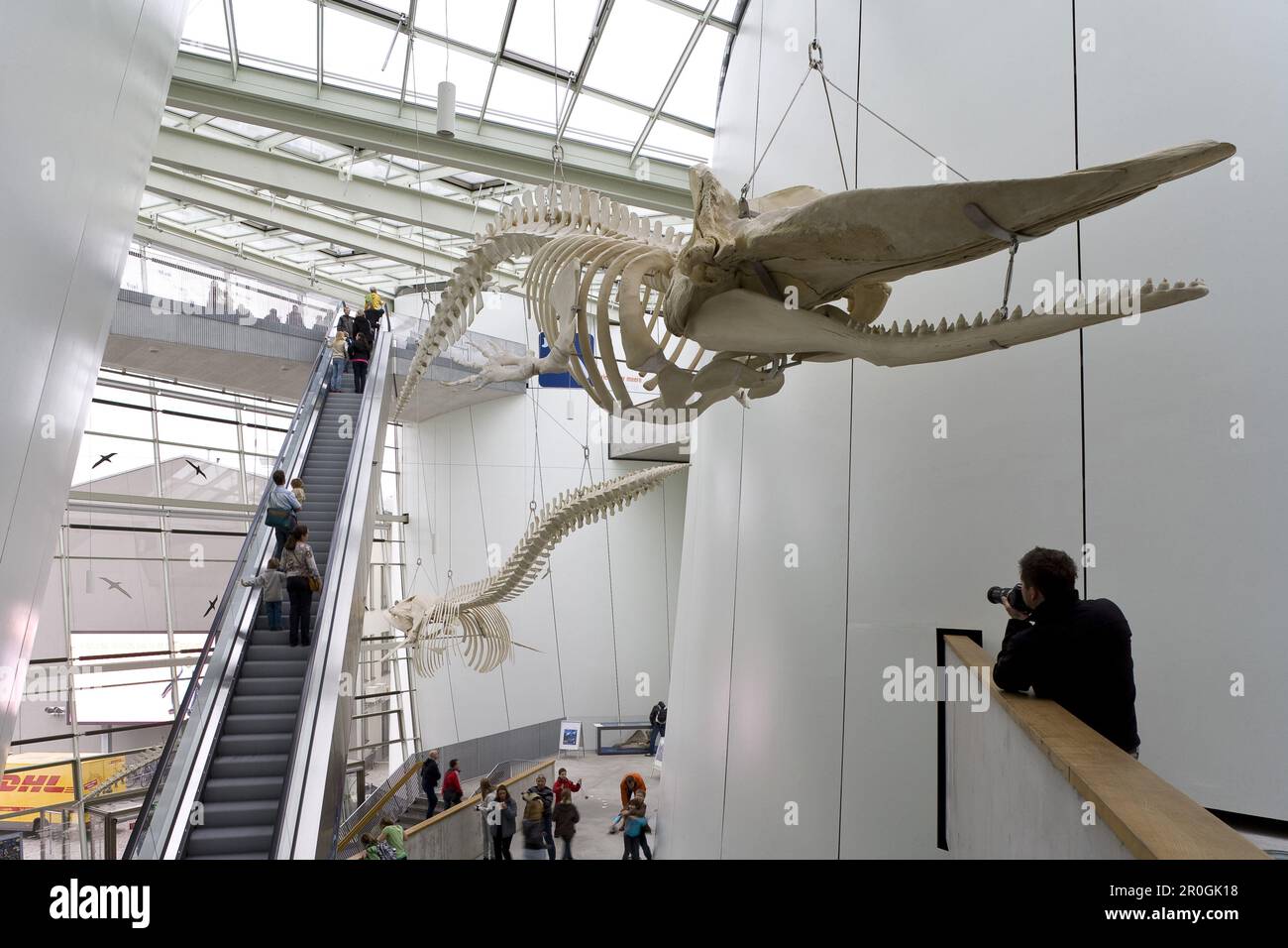 Fish skeletons hi-res stock photography and images - Alamy