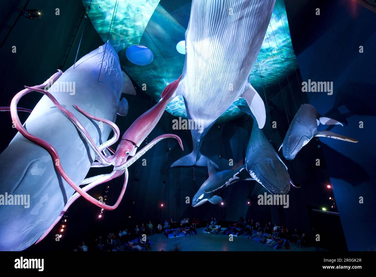 Ozeaneum, german sea museum about sealife, exposition with life size ...