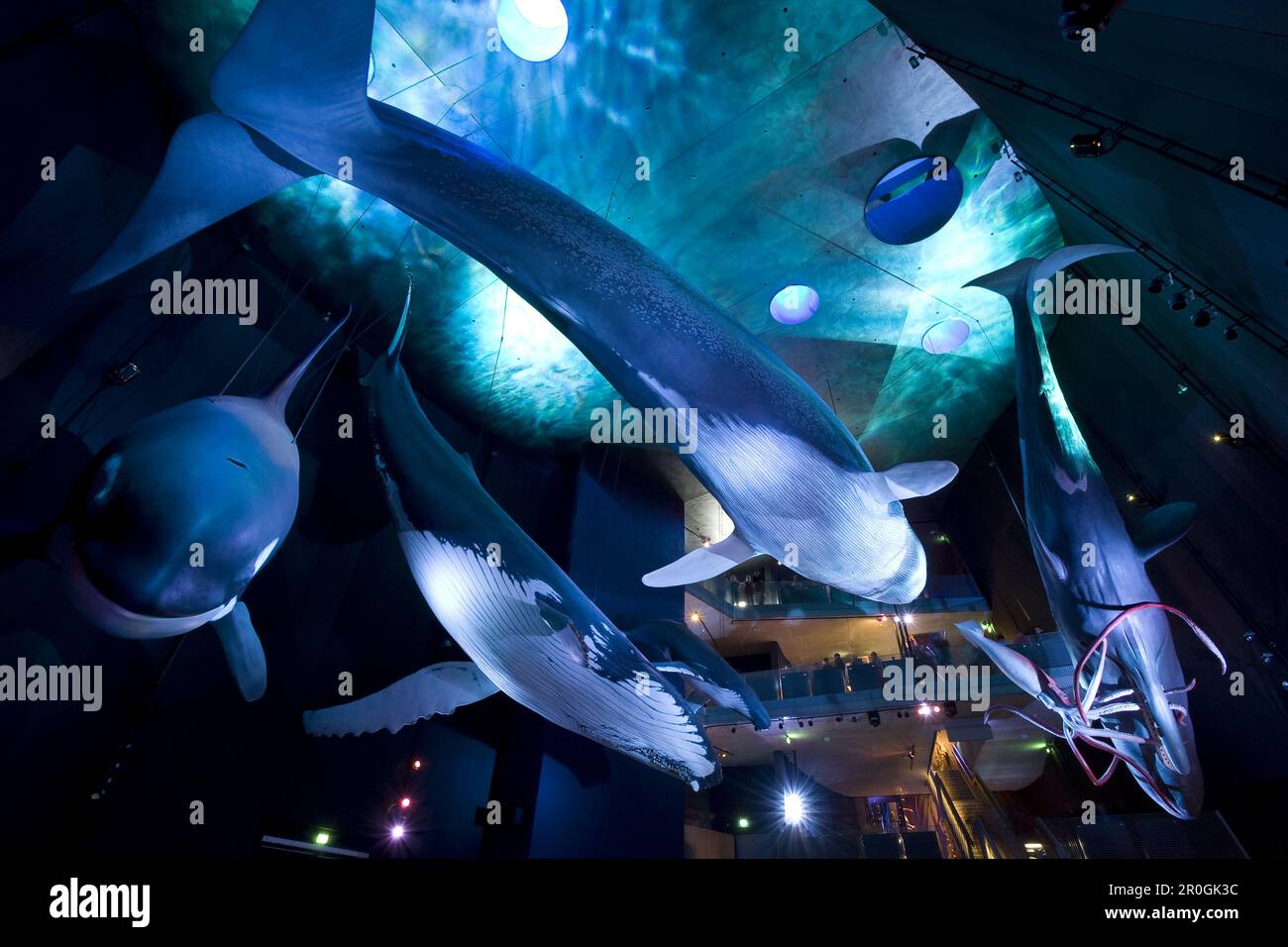 Ozeaneum, german sea museum about sealife, exposition with life size ...