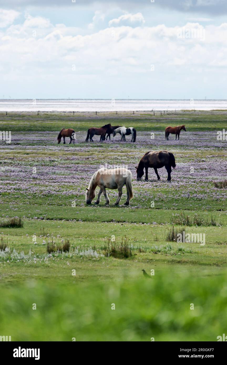 Horses in a pasture, Loog , North Sea Island Juist, East Frisia, Lower ...