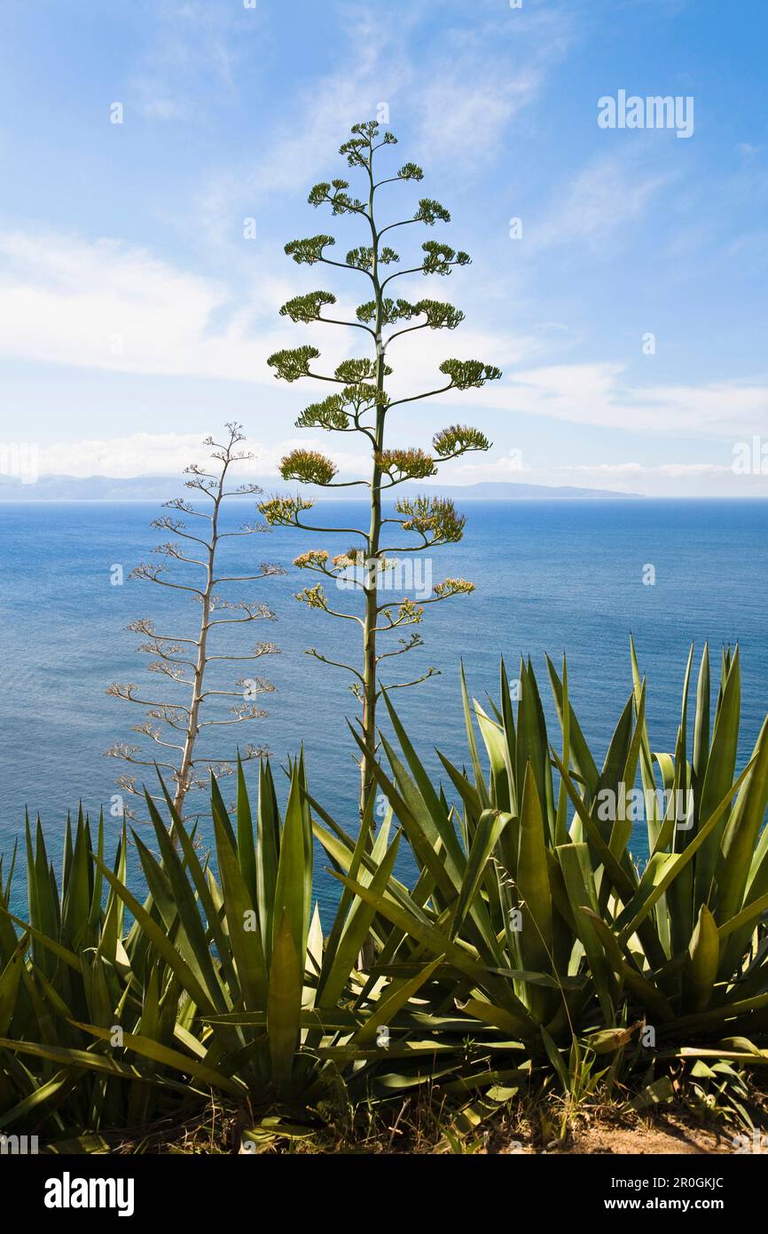 Agave in bloom (Agave americana) near coast, Corsica, France Stock ...