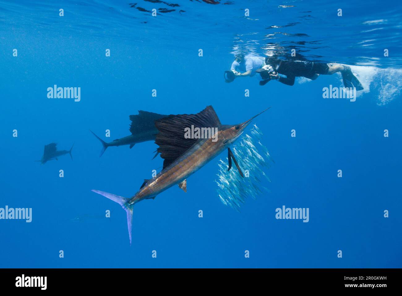 Atlantic Sailfish, Istiophorus albicans, Isla Mujeres, Yucatan ...