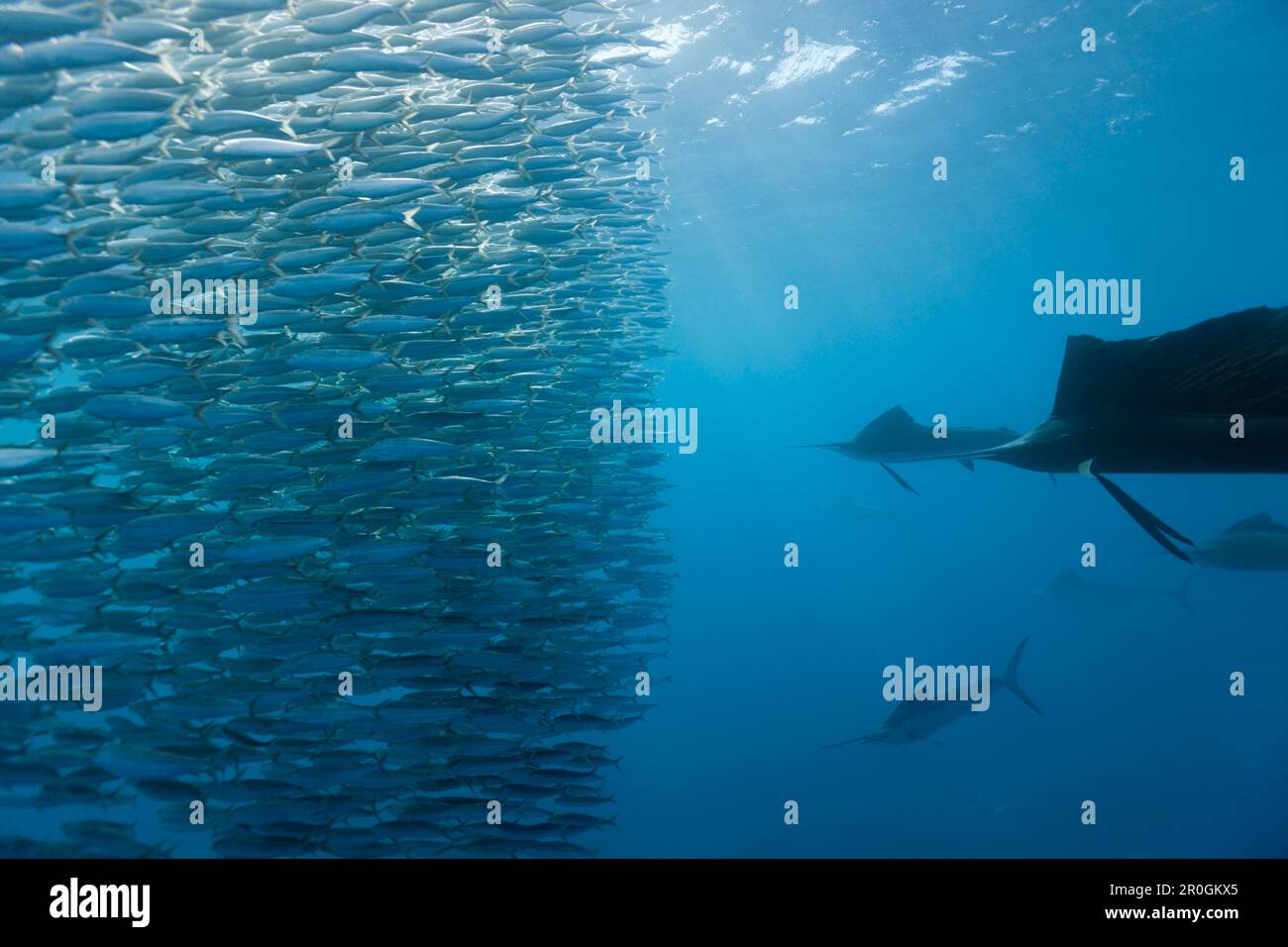 Atlantic Sailfish hunting Sardines, Istiophorus albicans, Isla Mujeres ...