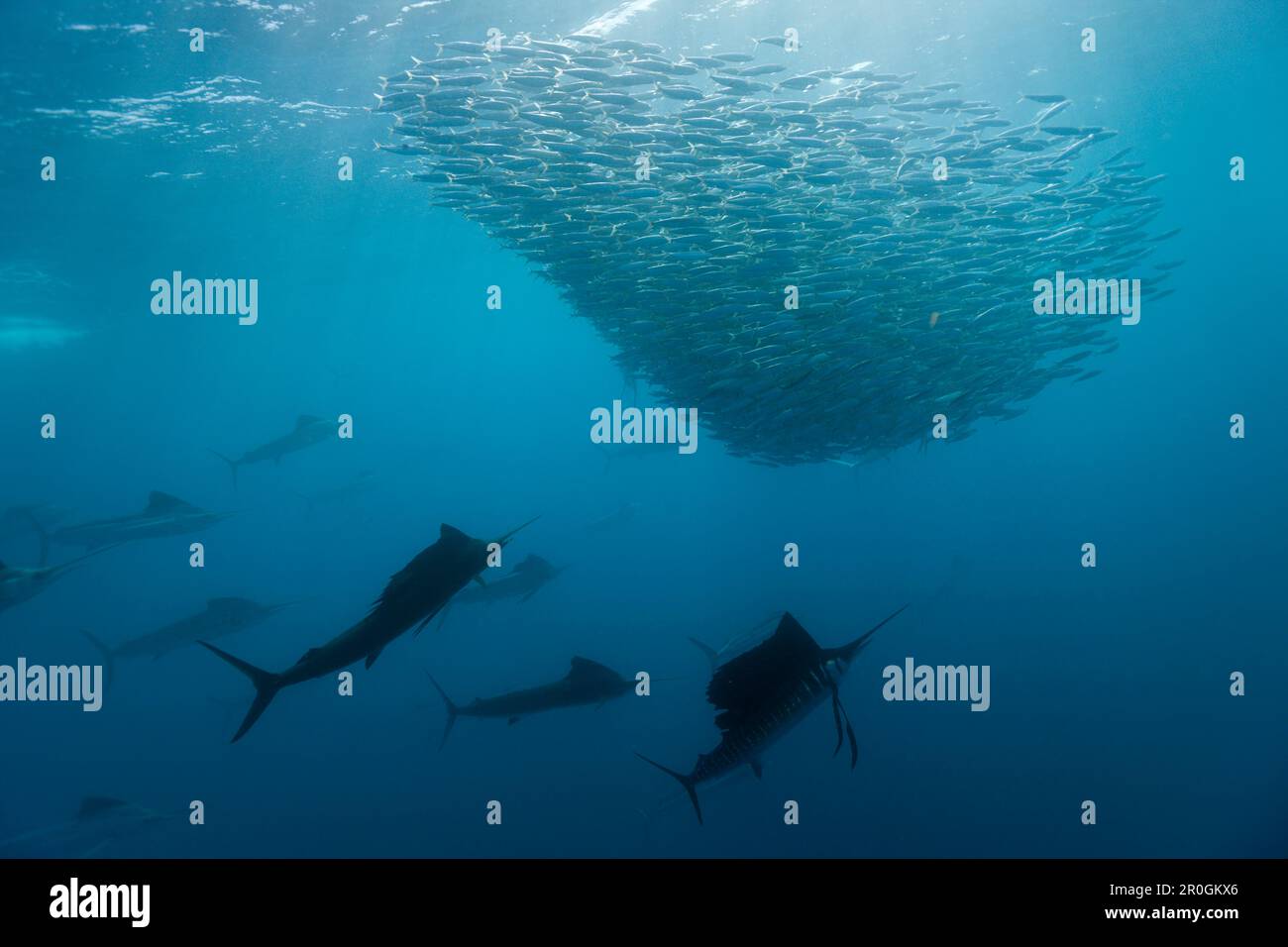 Atlantic Sailfish hunting Sardines, Istiophorus albicans, Isla Mujeres ...