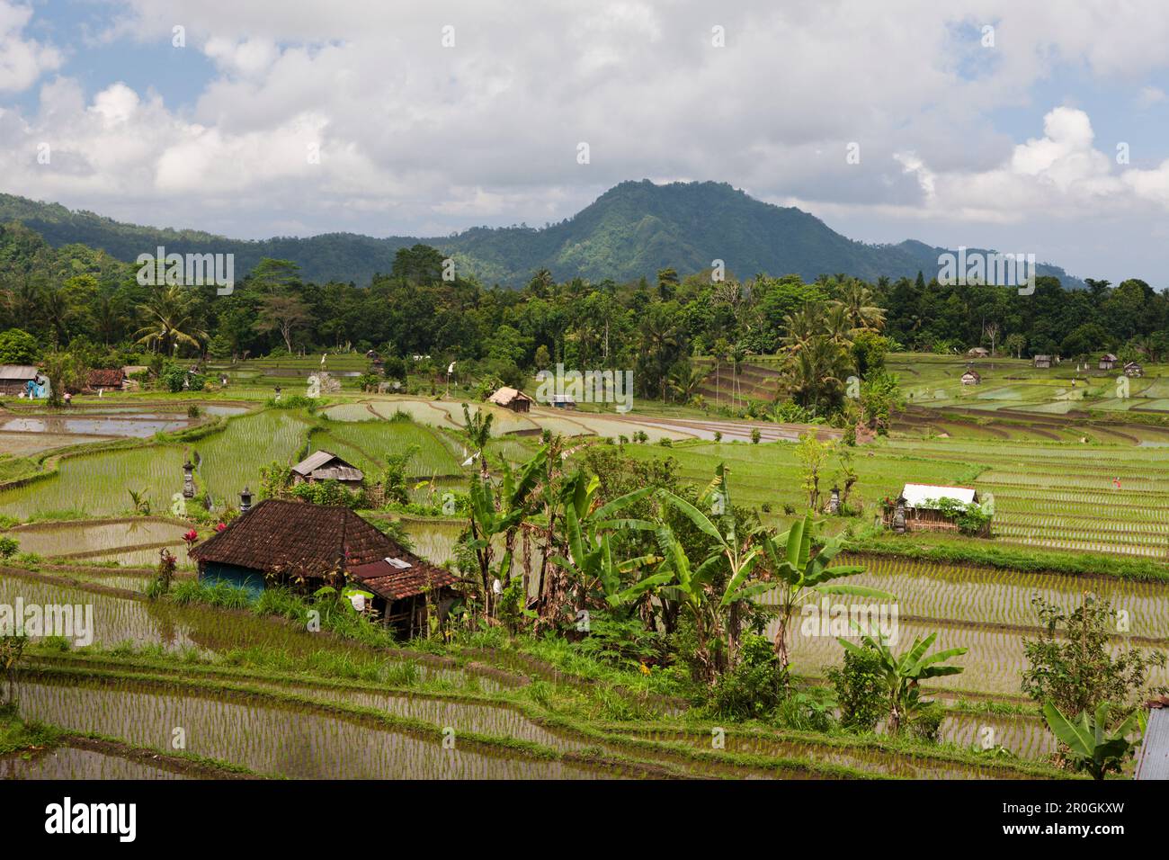 Ricefields at Bali, Oryza, Bali, Indonesia Stock Photo - Alamy