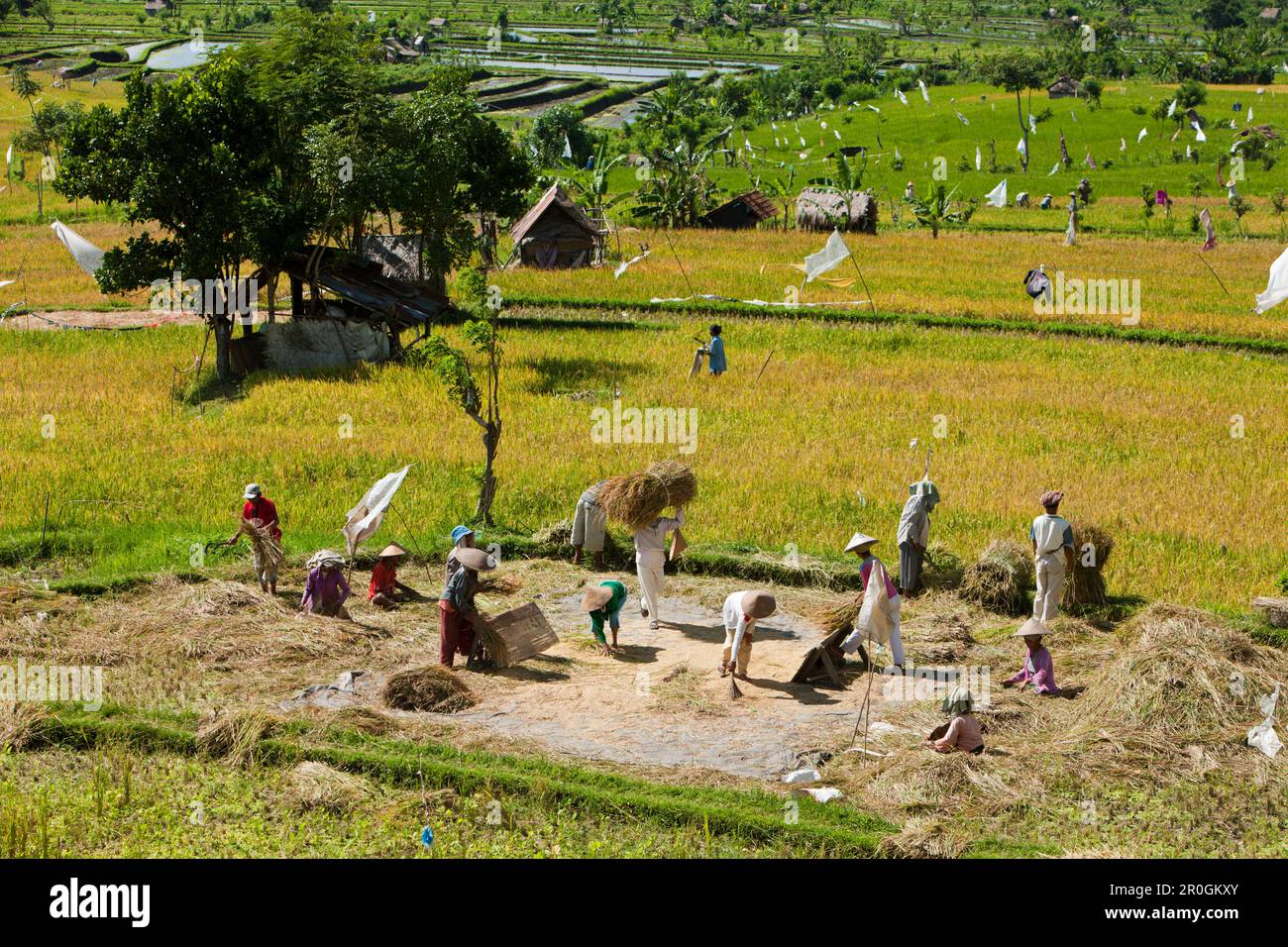 Rice Crop at Bali, Oryza, Bali, Indonesia Stock Photo - Alamy