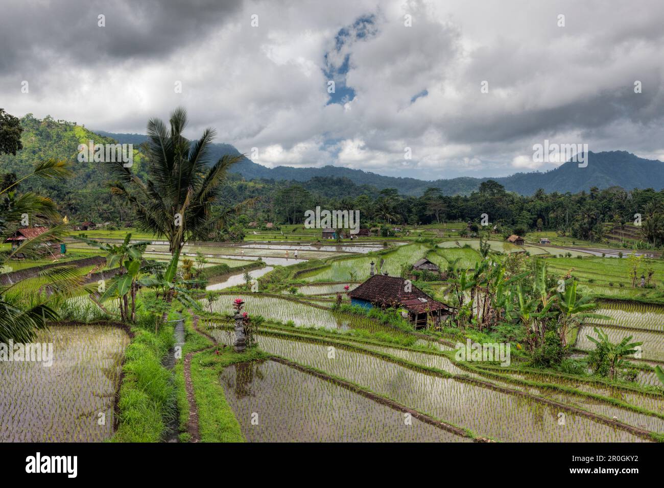 Ricefields at Bali, Oryza, Bali, Indonesia Stock Photo - Alamy