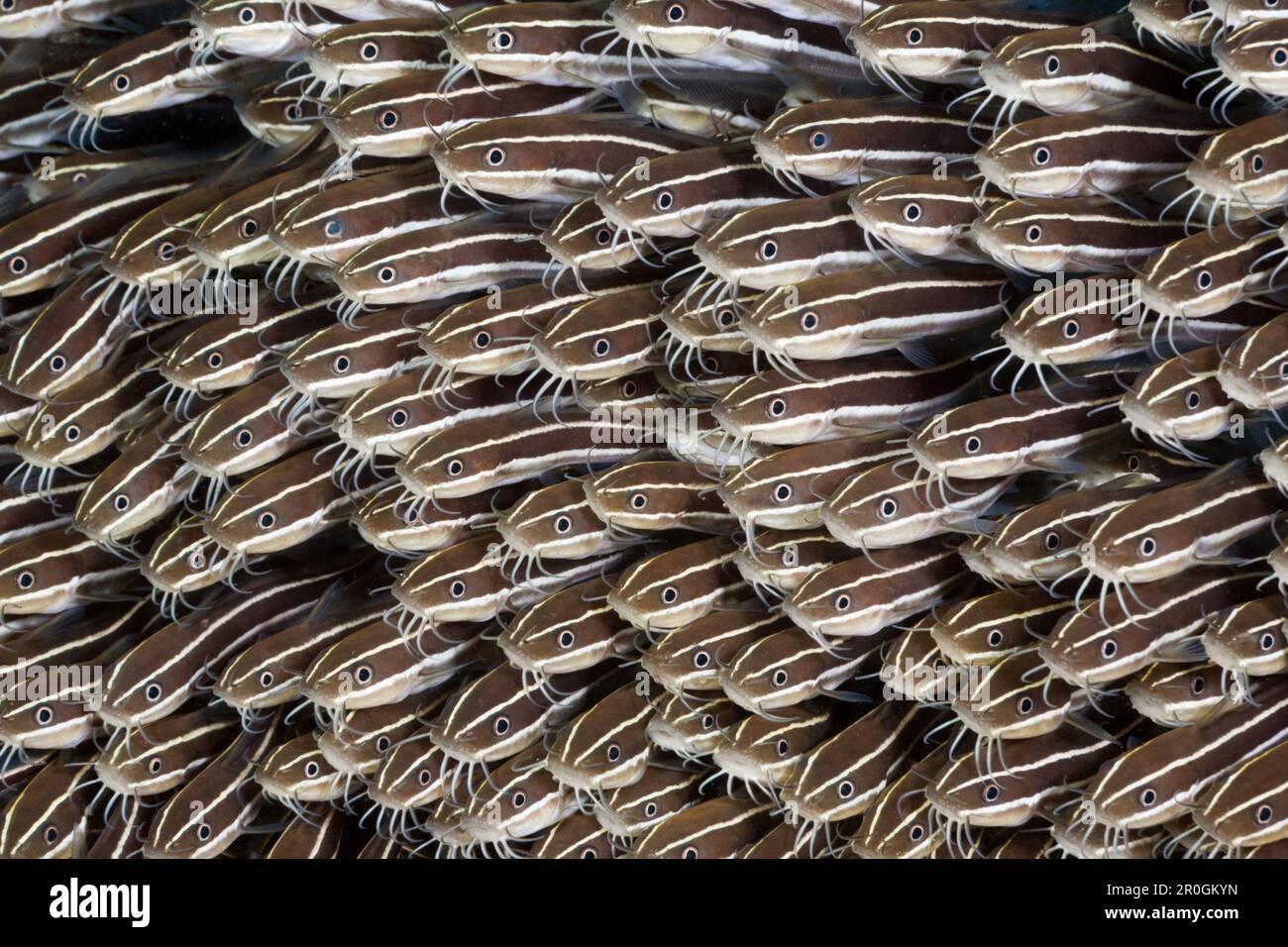 Striped Eel Catfish, Plotosus lineatus, Amed, Bali, Indonesia Stock ...