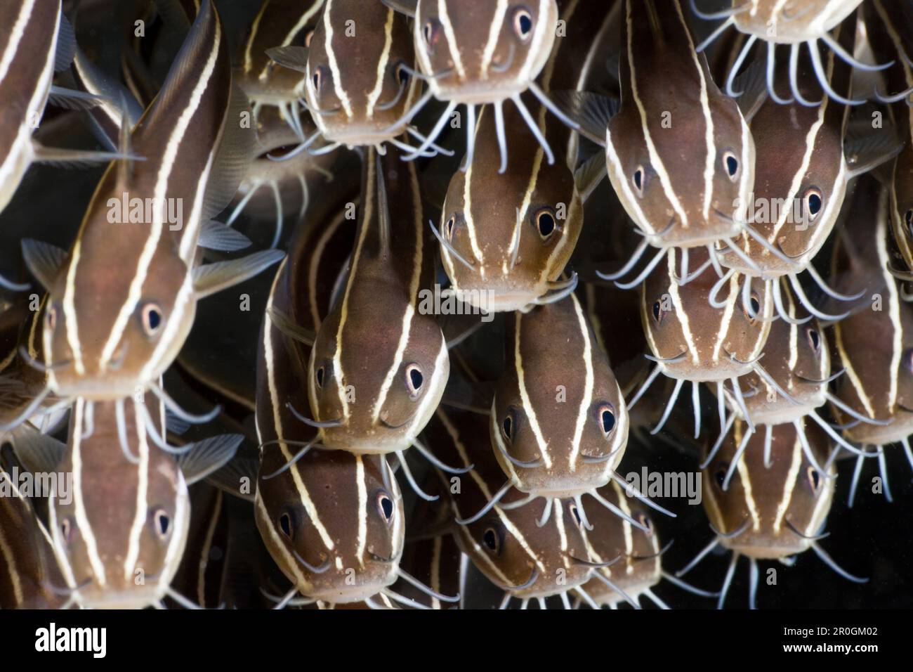 Striped Eel Catfish, Plotosus lineatus, Amed, Bali, Indonesia Stock ...