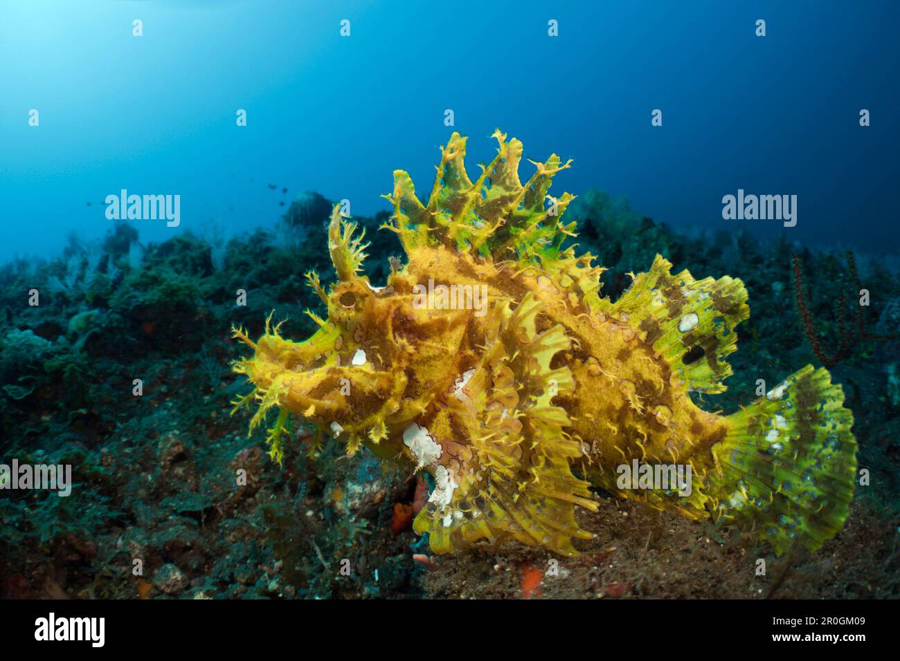 Yellow Weedy Scorpionfish, Rhinopias frondosa, Alam Batu, Bali ...