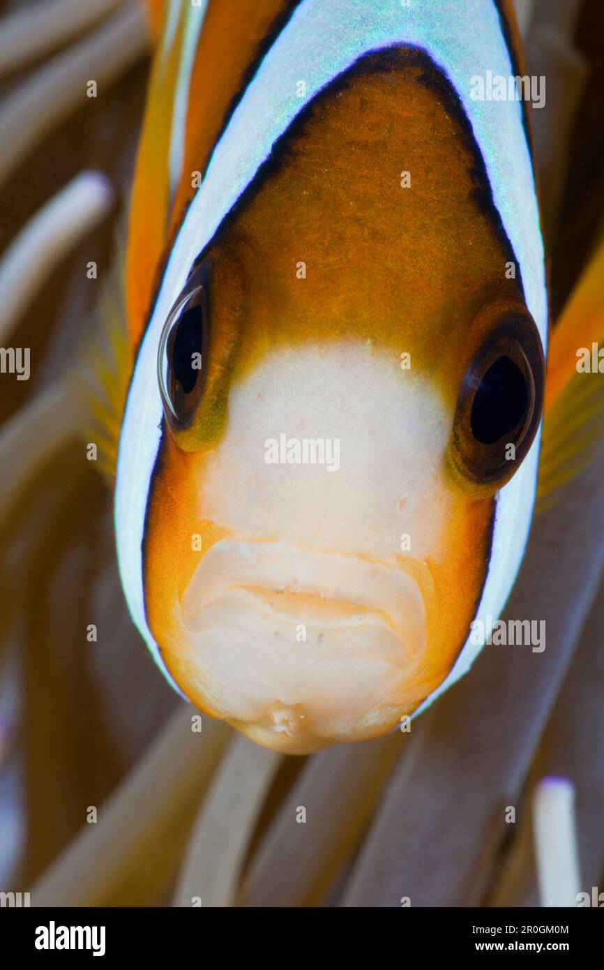Clarks Anemonefish, Amphiprion clarkii, Amed, Bali, Indonesia Stock ...