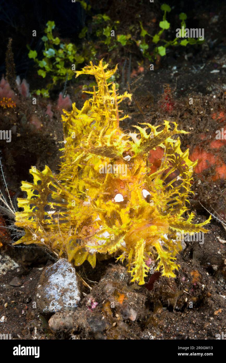 Yellow Weedy Scorpionfish, Rhinopias frondosa, Alam Batu, Bali ...