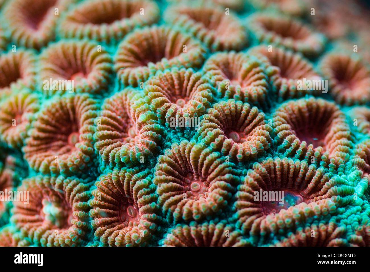 Fluorescent Hard Coral, Diploastrea heliopora, Alam Batu, Bali ...