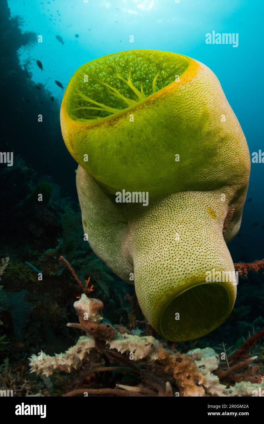 Green Reef Didemnum, Didemnum molle, Alam Batu, Bali, Indonesia Stock ...