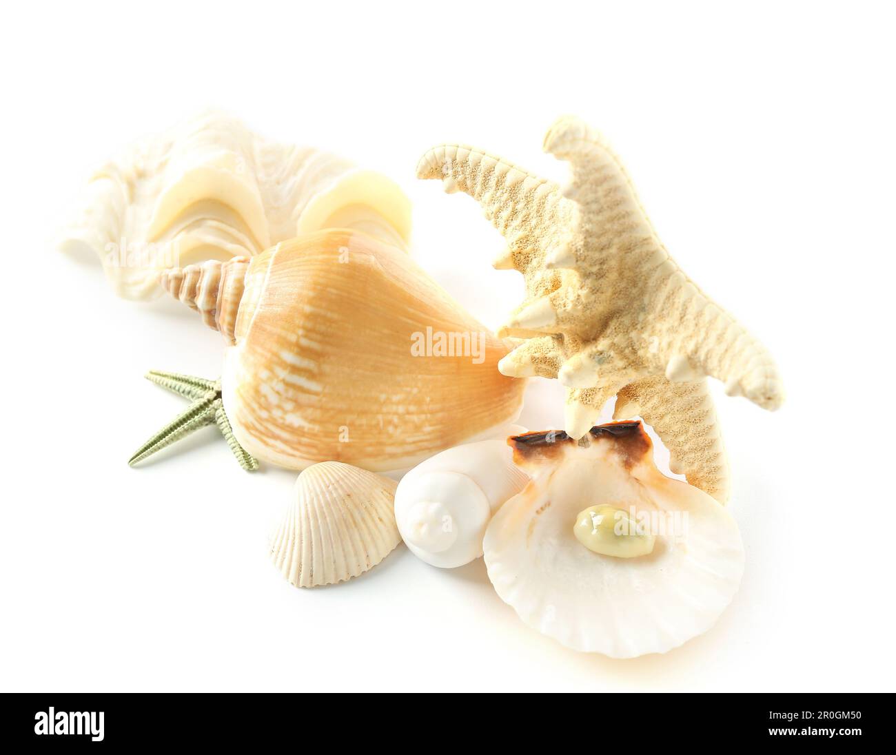 Different beautiful seashells on Cut Out Stock Images & Pictures - Alamy