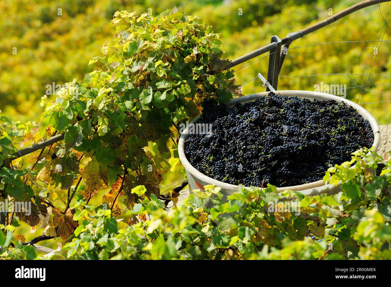 Grapes in barrel during grape harvest, lake Geneva, Lavaux Vineyard ...