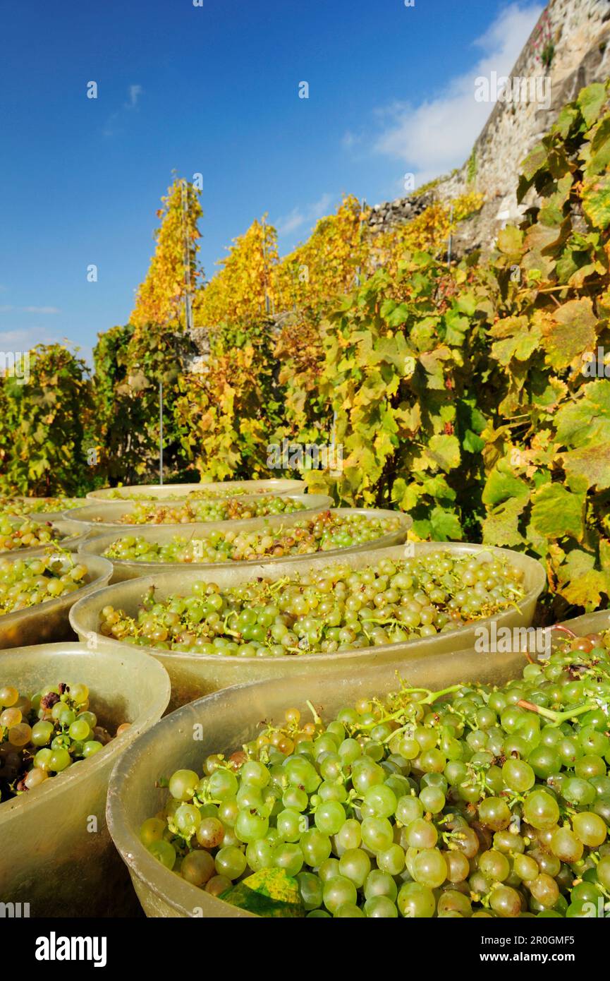 Grapes in barrels during grape harvest, lake Geneva, Lavaux Vineyard ...
