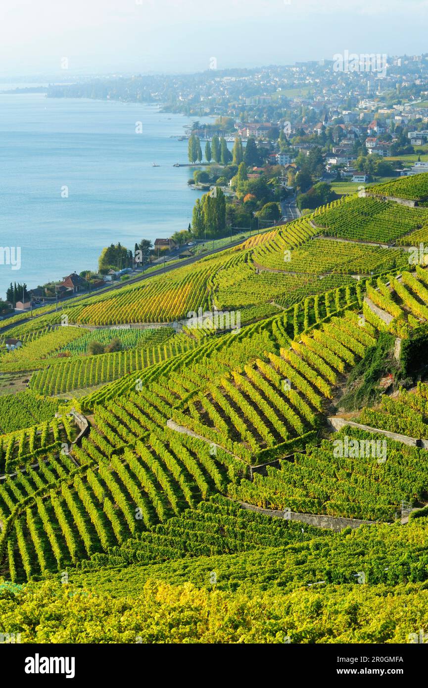 Vineyard with lake Geneva, lake Geneva, Lavaux Vineyard Terraces ...