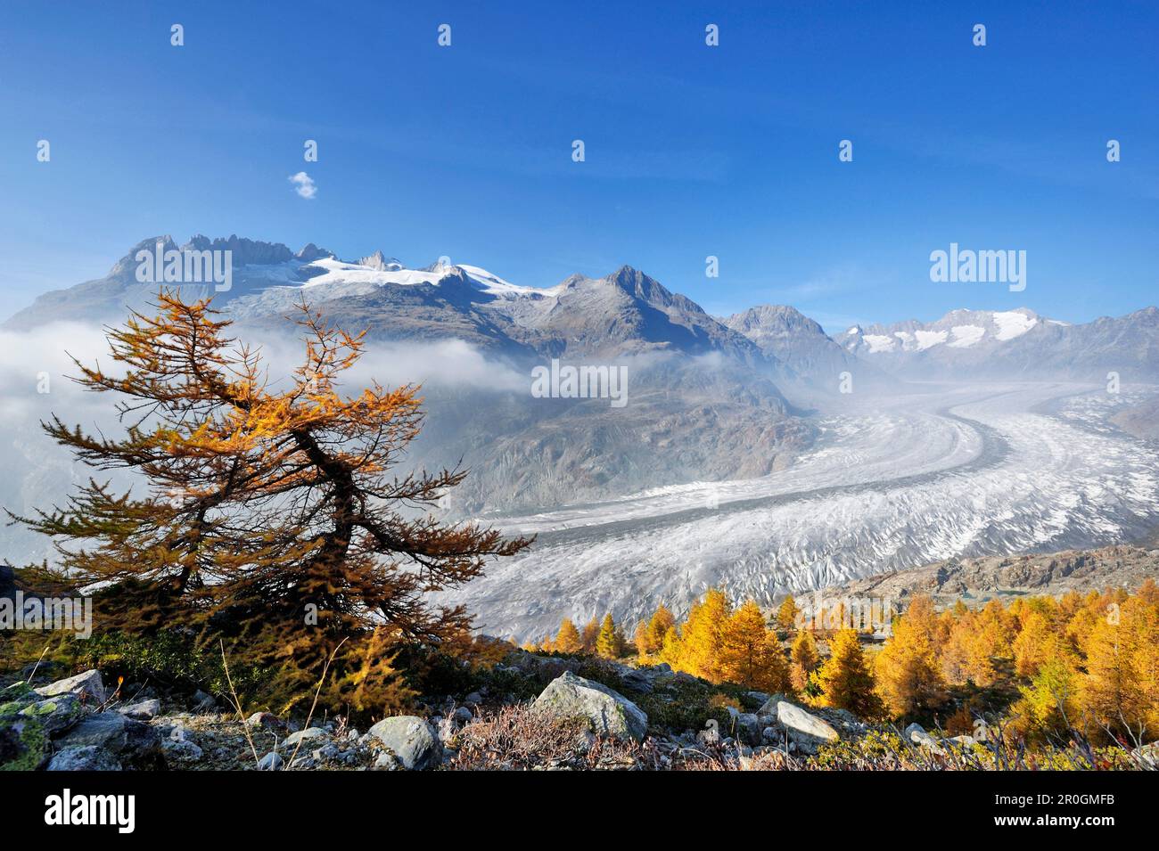 Larches in autumn colours in front of glacier Grosser Aletschgletscher ...