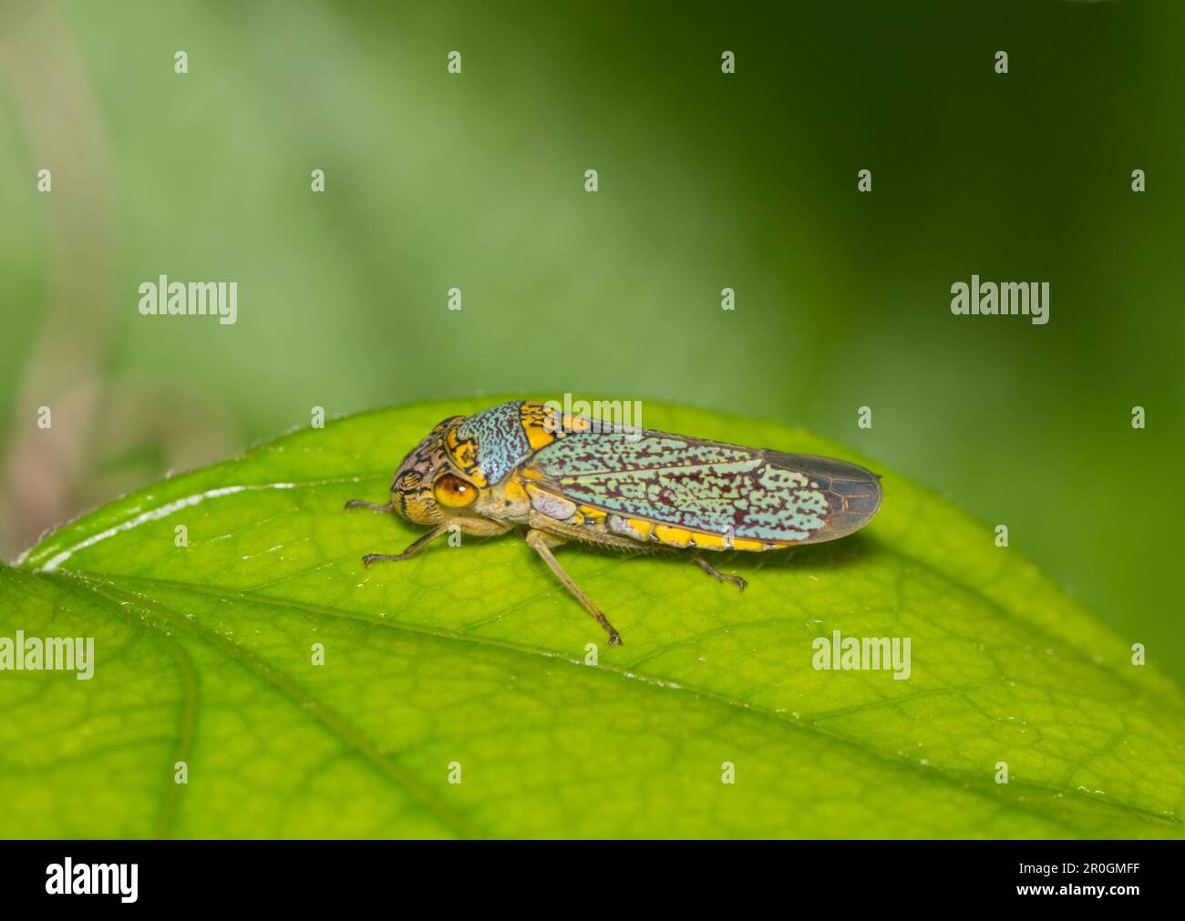 Broad-Headed Sharpshooter (Oncometopia orbona) roosting on a leaf, side ...
