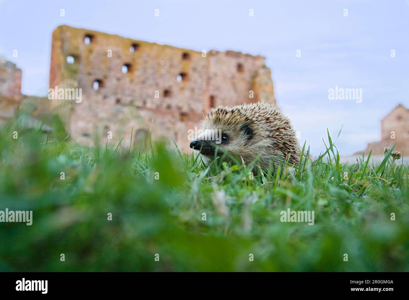 Hedgehog in grass, ruins of Hammershus castle in background, Bornholm ...