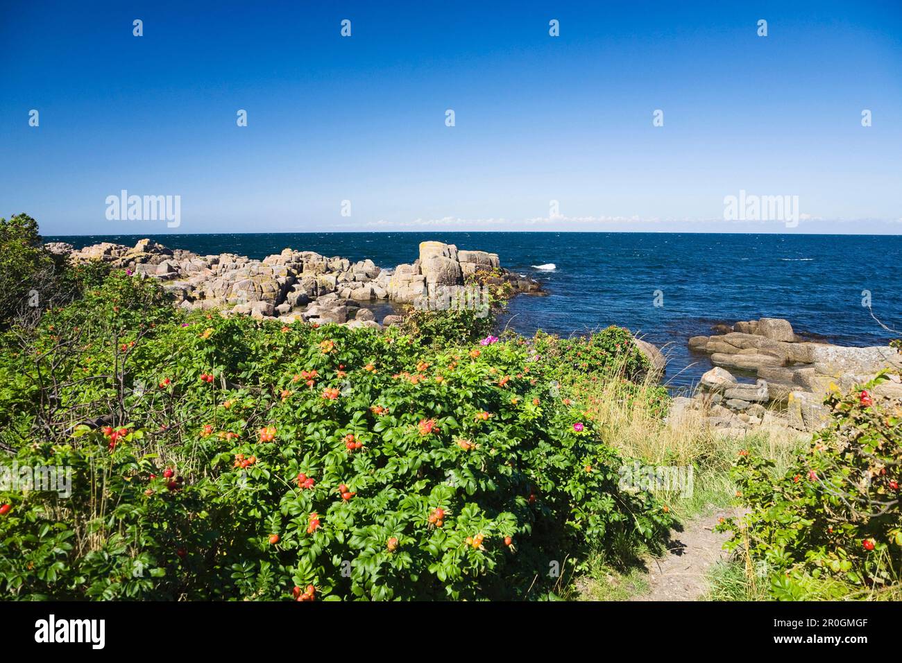 Coastal scenery with rugosa roses, near Hammeren, Hammer Odde, Bornholm ...