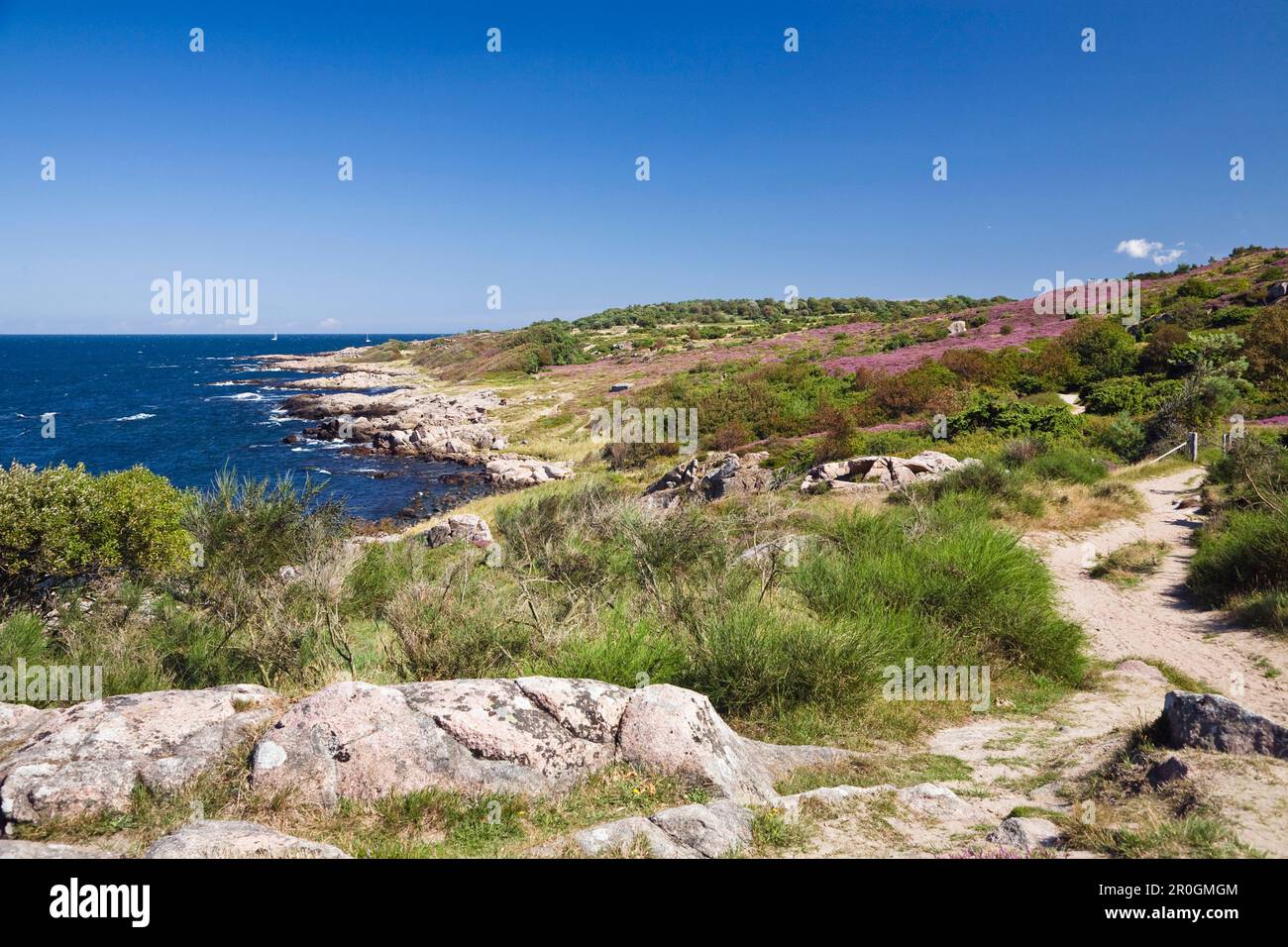 Hiking trail in coastal landscape at Hammer Odde with blooming heather ...