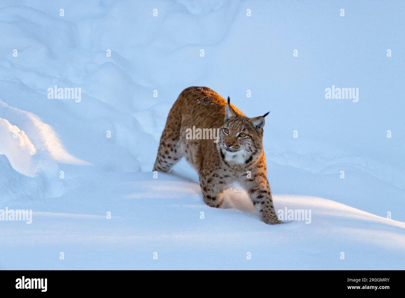European lynx in the snow, Bavarian Forest National Park, Bavaria ...