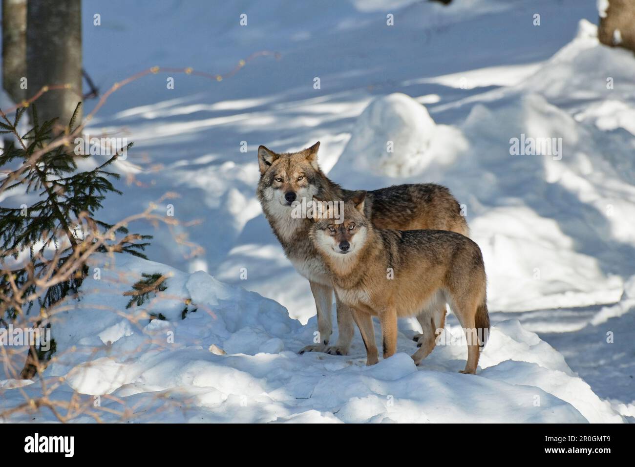 Wolves in the snow, Bavarian Forest National Park, Bavaria, Germany ...