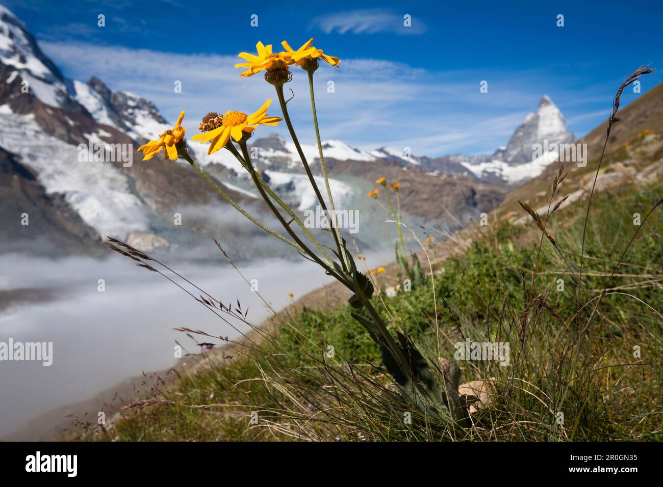 Blooming ragwort, Gorner glacier, Matterhorn in background, Zermatt ...