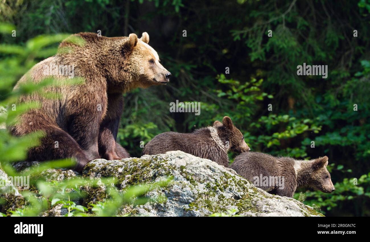 Brown bear (Ursus arctos) and two cubs, Bavarian Forest National Park ...