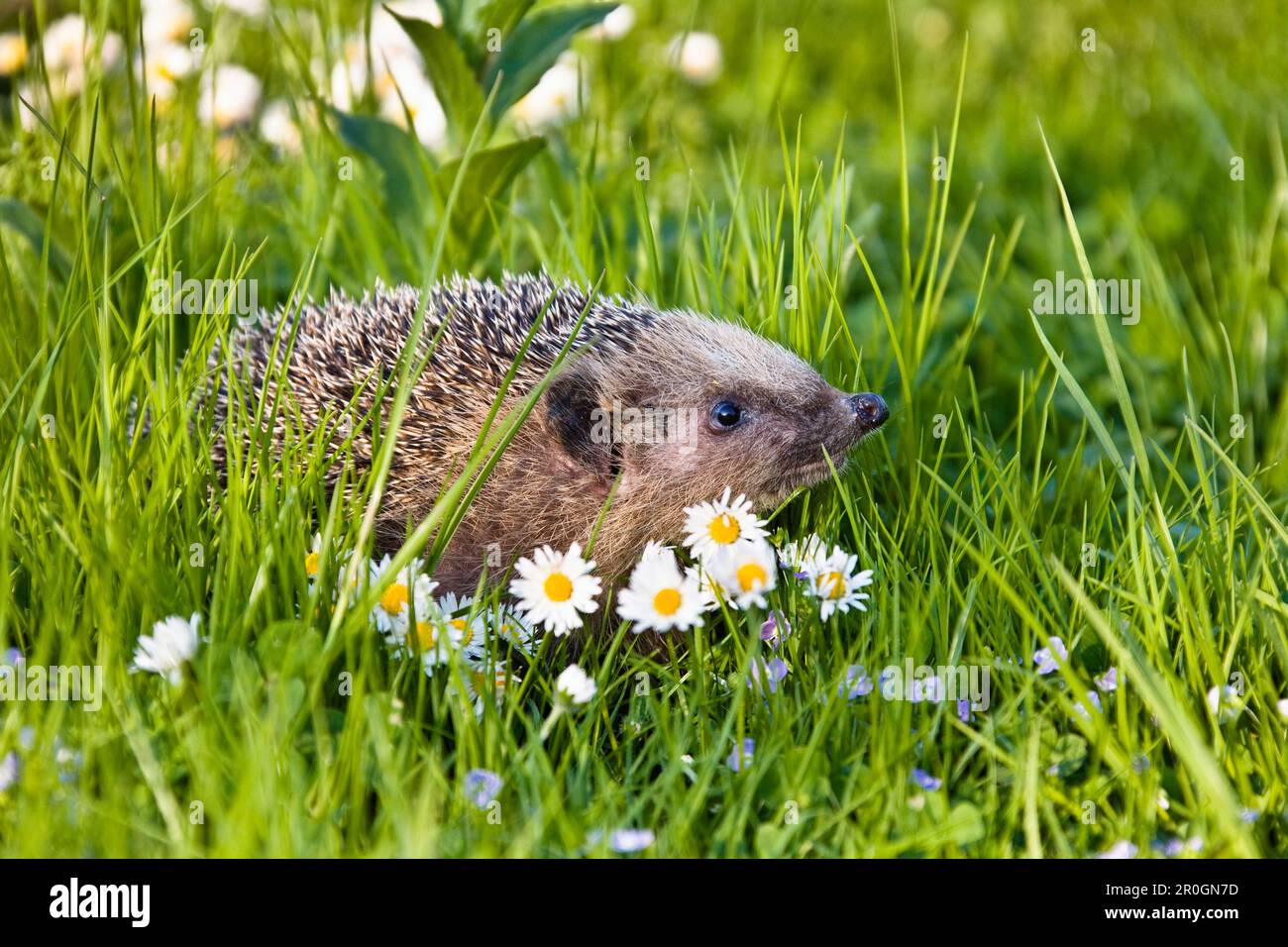 European Hedgehog (Erinaceus europaeus) in flower meadow, Bavaria ...