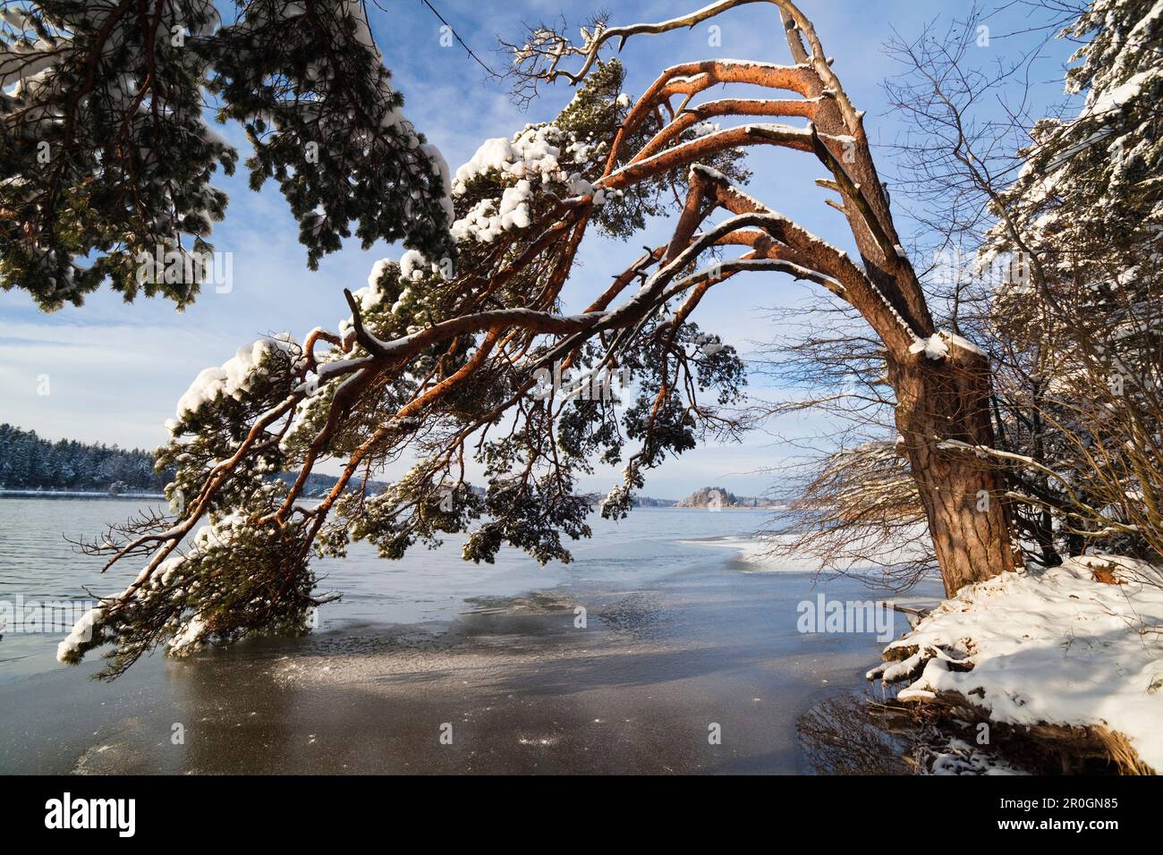 Snow-covered pine tree at Grosser Ostersee, Upper Bavaria, Germany ...