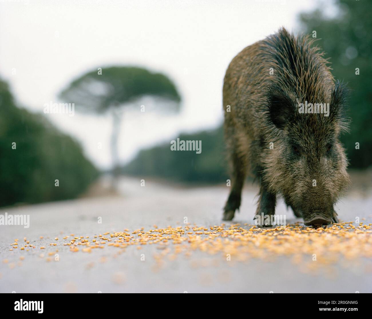 Boar in holm oak forest, finca Arzuaga, Quintanilla, Castile and Leon ...