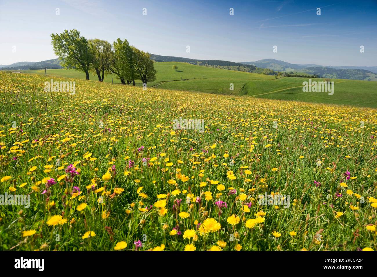 Flower meadow and beech trees in spring, Schauinsland, Black Forest ...