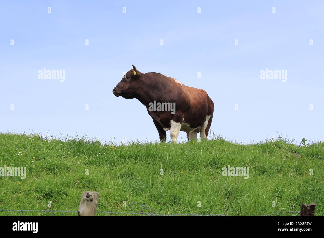 Cow in the Netherlands Stock Photo - Alamy