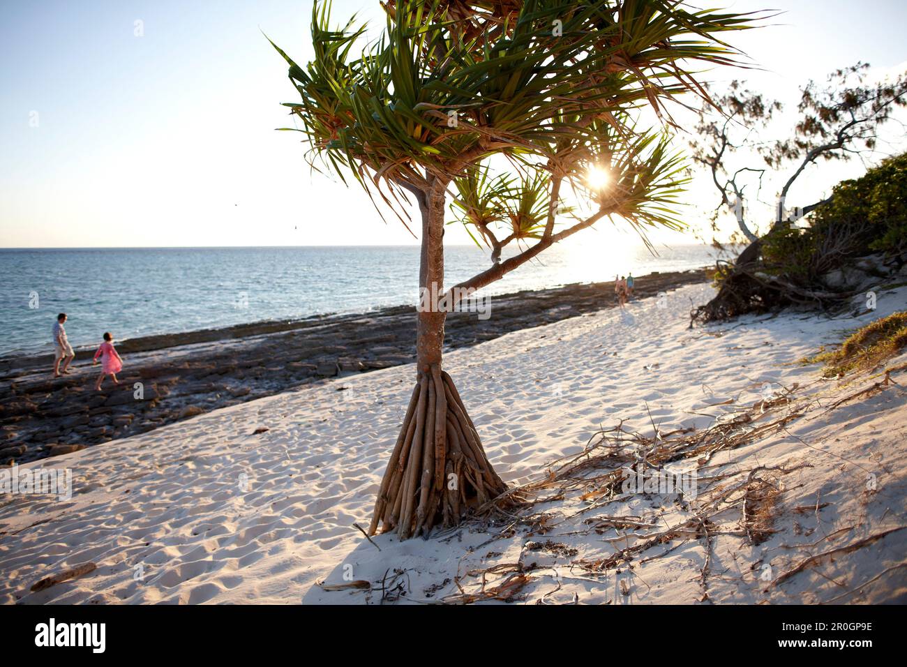 Pandanus tree at Beachrock beach, Heron Island, eastern part is part of ...