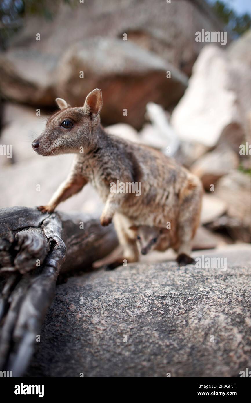 Rock-Wallaby with Baby, Arcadia, Geoffreys Bay, Magnetic island, Great ...