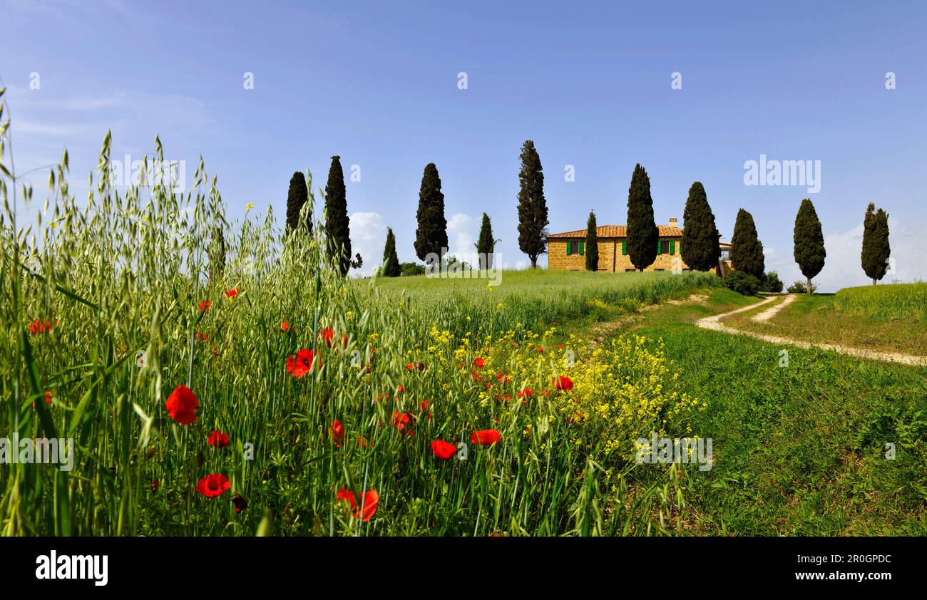 Country house behind cypress trees, Crete Senesi, Tuscany, Italy Stock ...