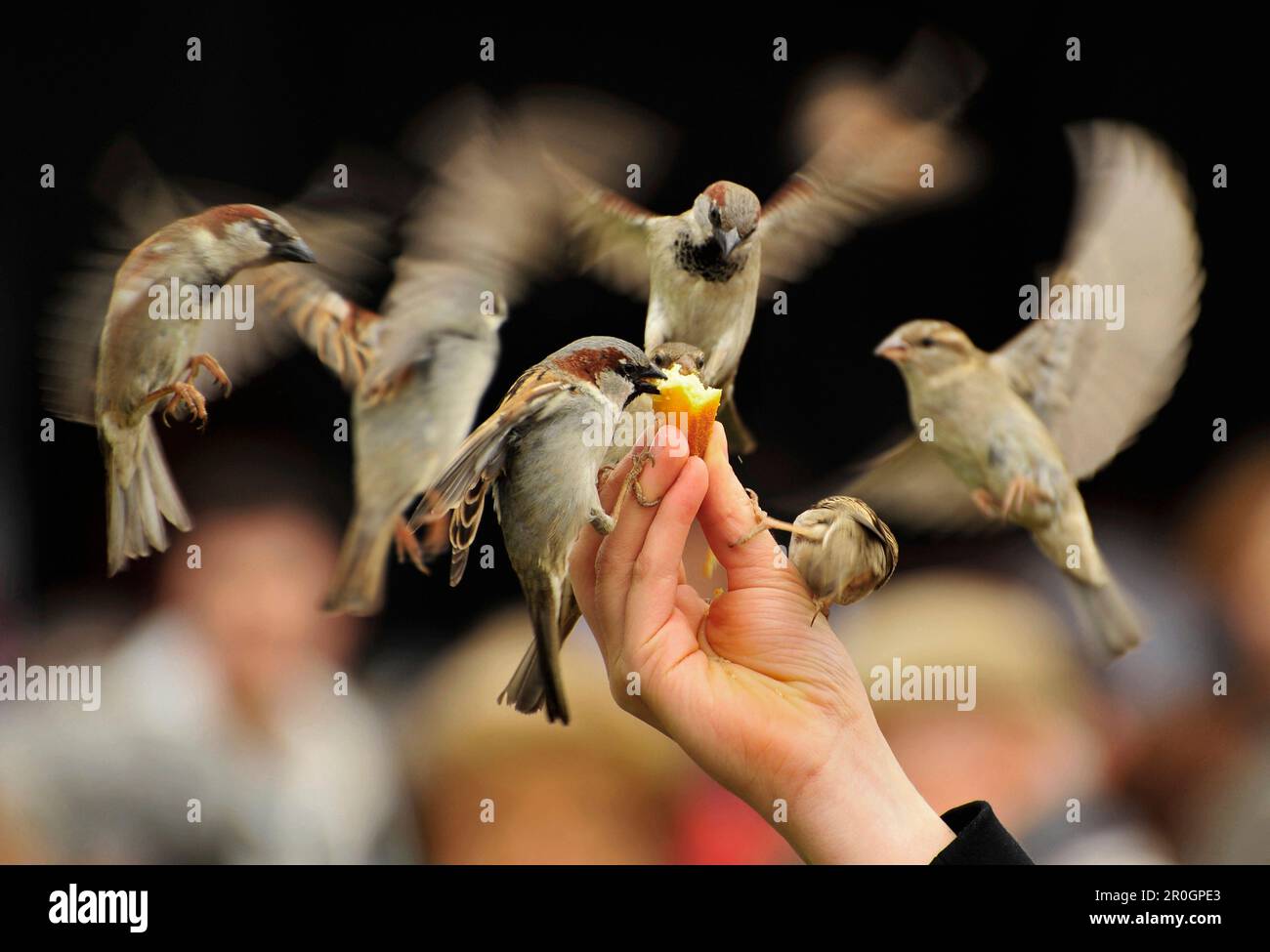 Flying sparrows around hand holding feed, Paris, France Stock Photo - Alamy