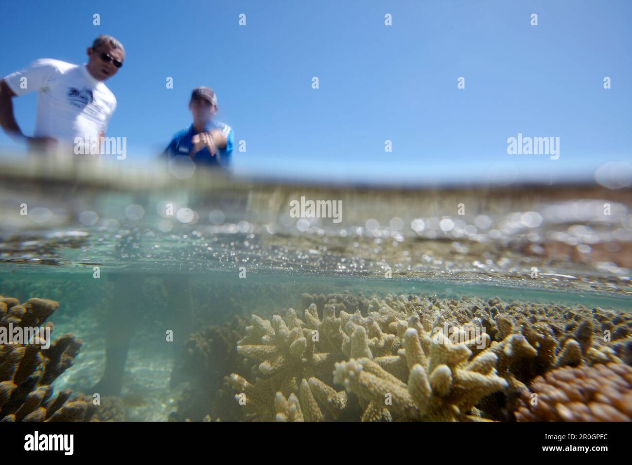 Reefwalk with Marine Center guide, Heron Island, eastern part is part ...