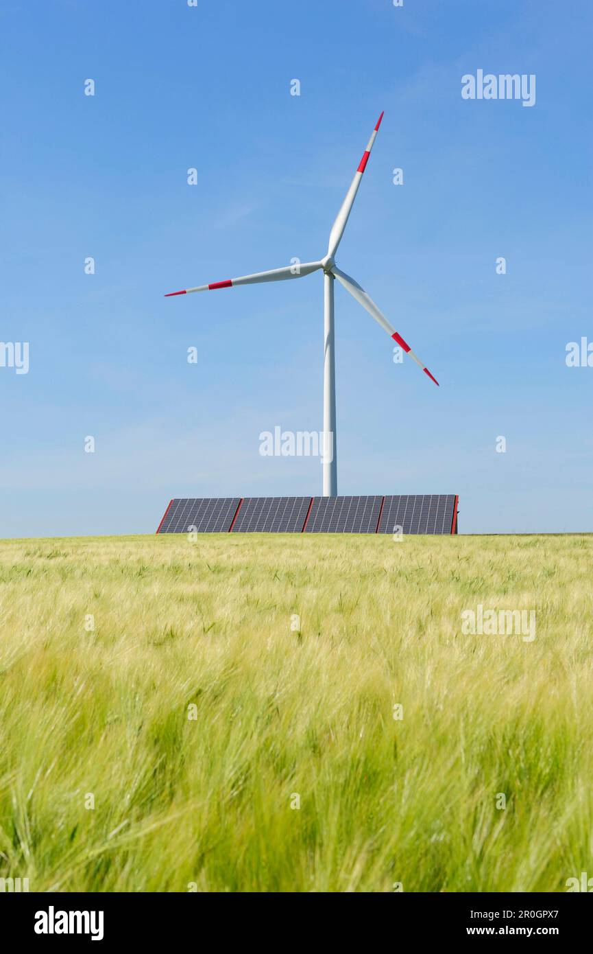Wind power plant rising above solar panels with corn field in ...